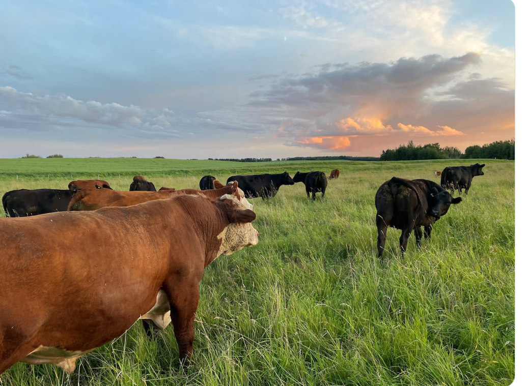 Cattle rustlers become notorious in Masvingo province. - Hevoi FM